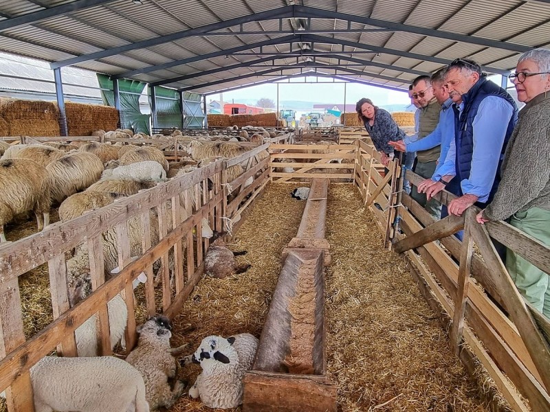 Trip to the sheepfold by electric bikes