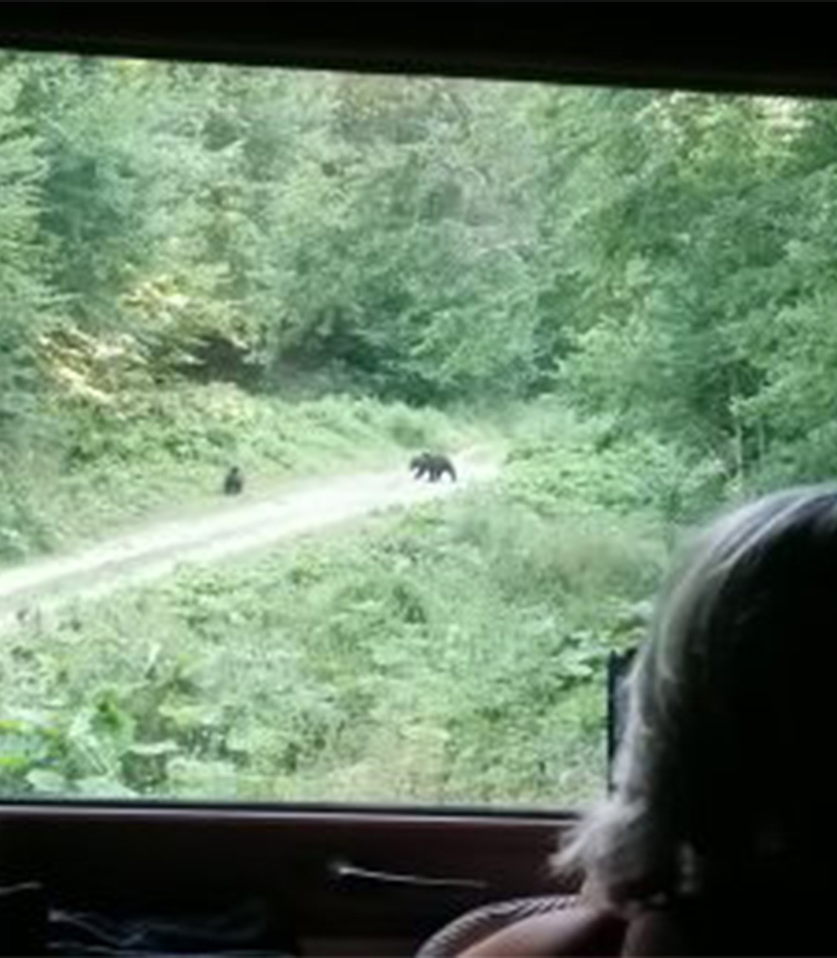 Exploreaza natura salbatica: drumetii spectaculoase si observare de ...